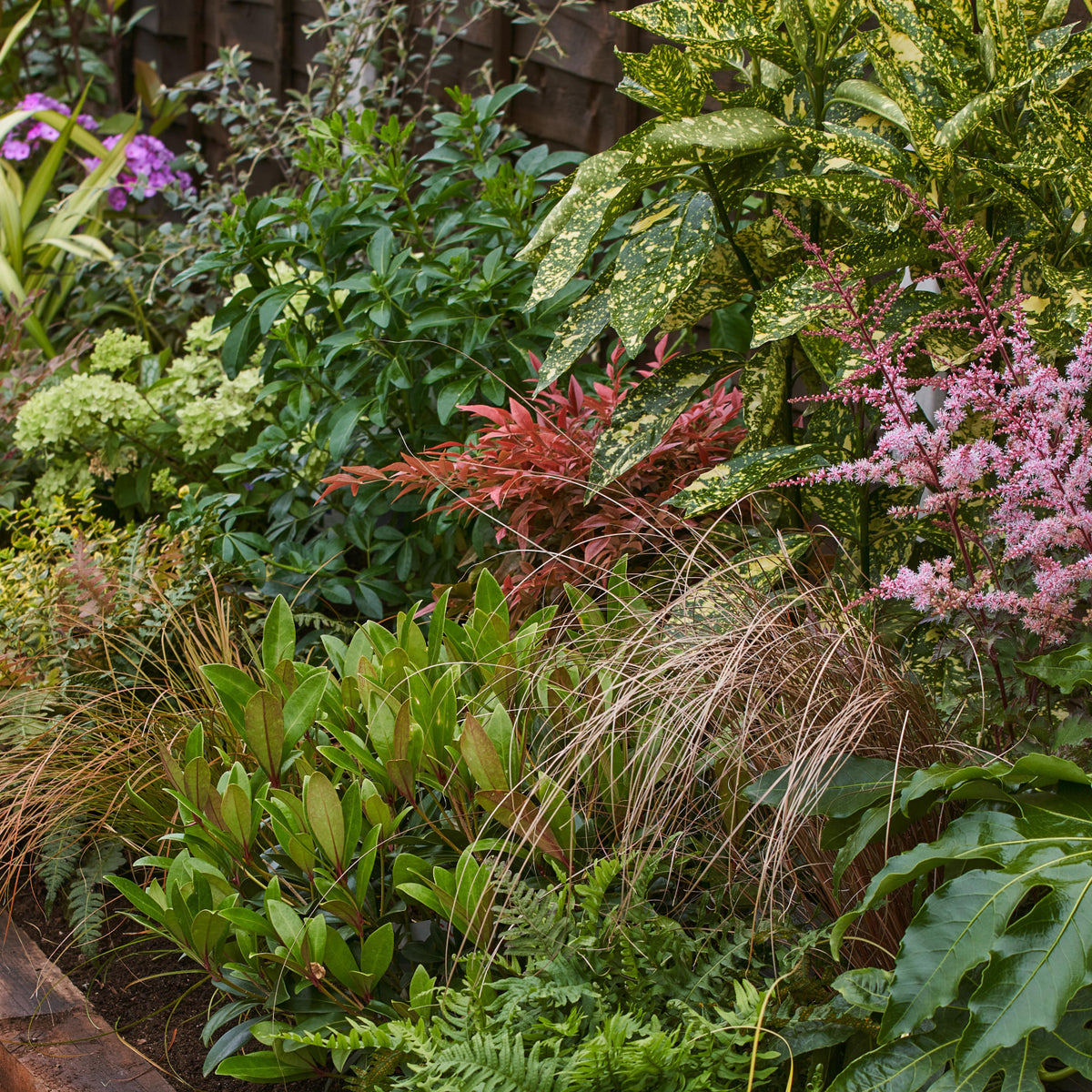 Care Guide for Shade Loving Evergreens | Garden on a Roll