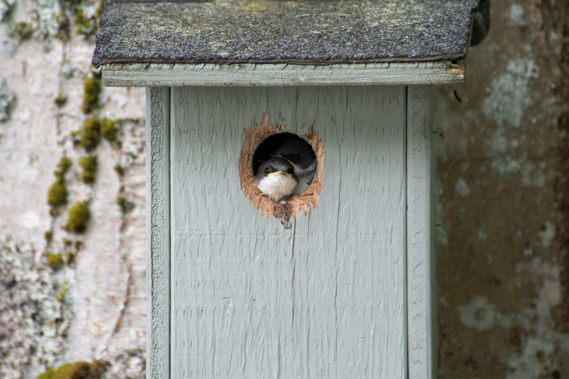 Top tips for embracing National Nest Box Week 2024 | Garden on a Roll