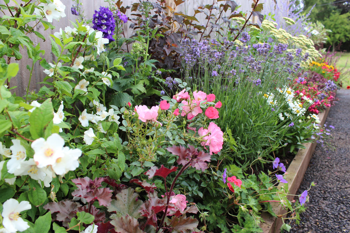 The Best Plants To Grow In The Spring | Our Guide | Garden On A Roll ...