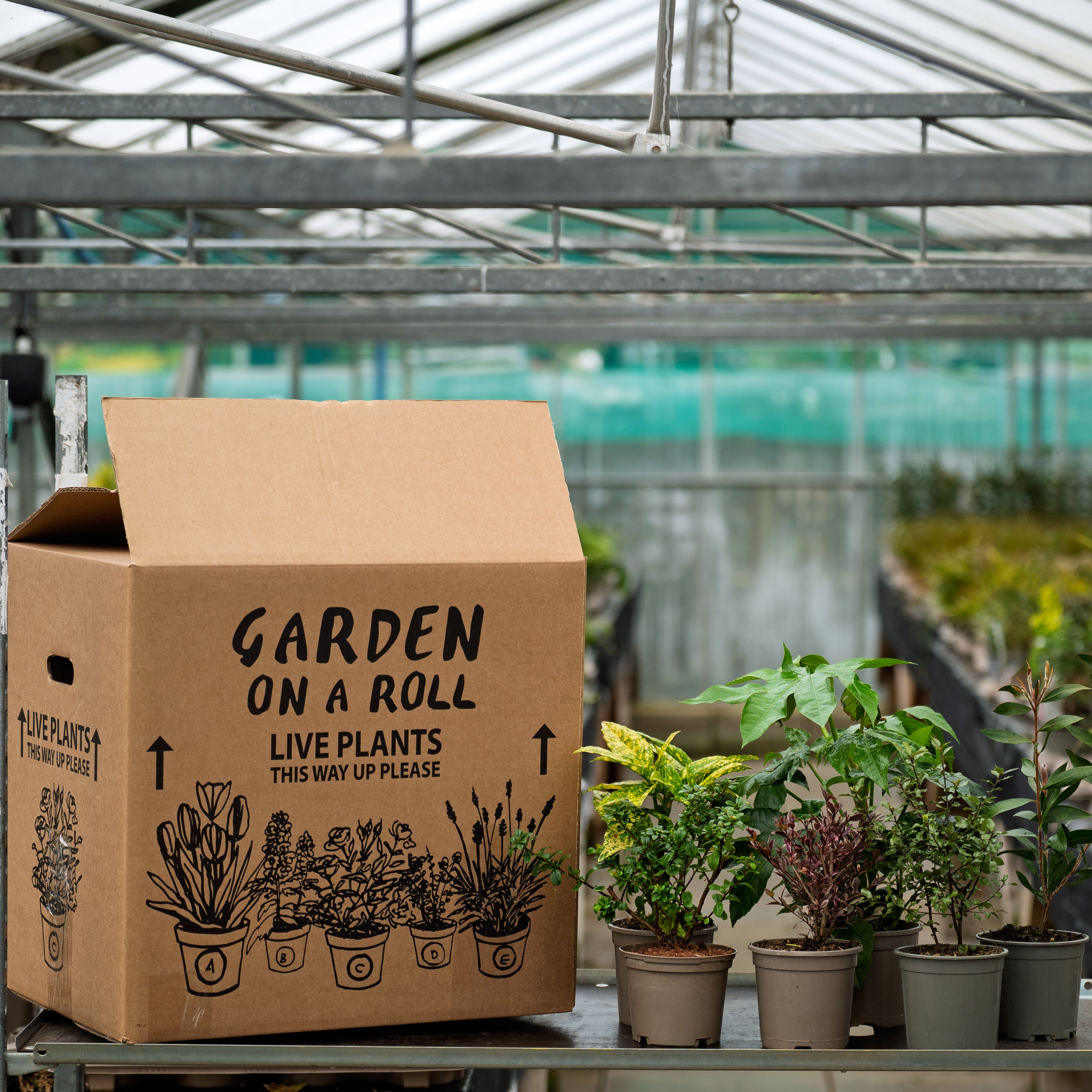 Evergreen Selection Pack – Garden on a Roll