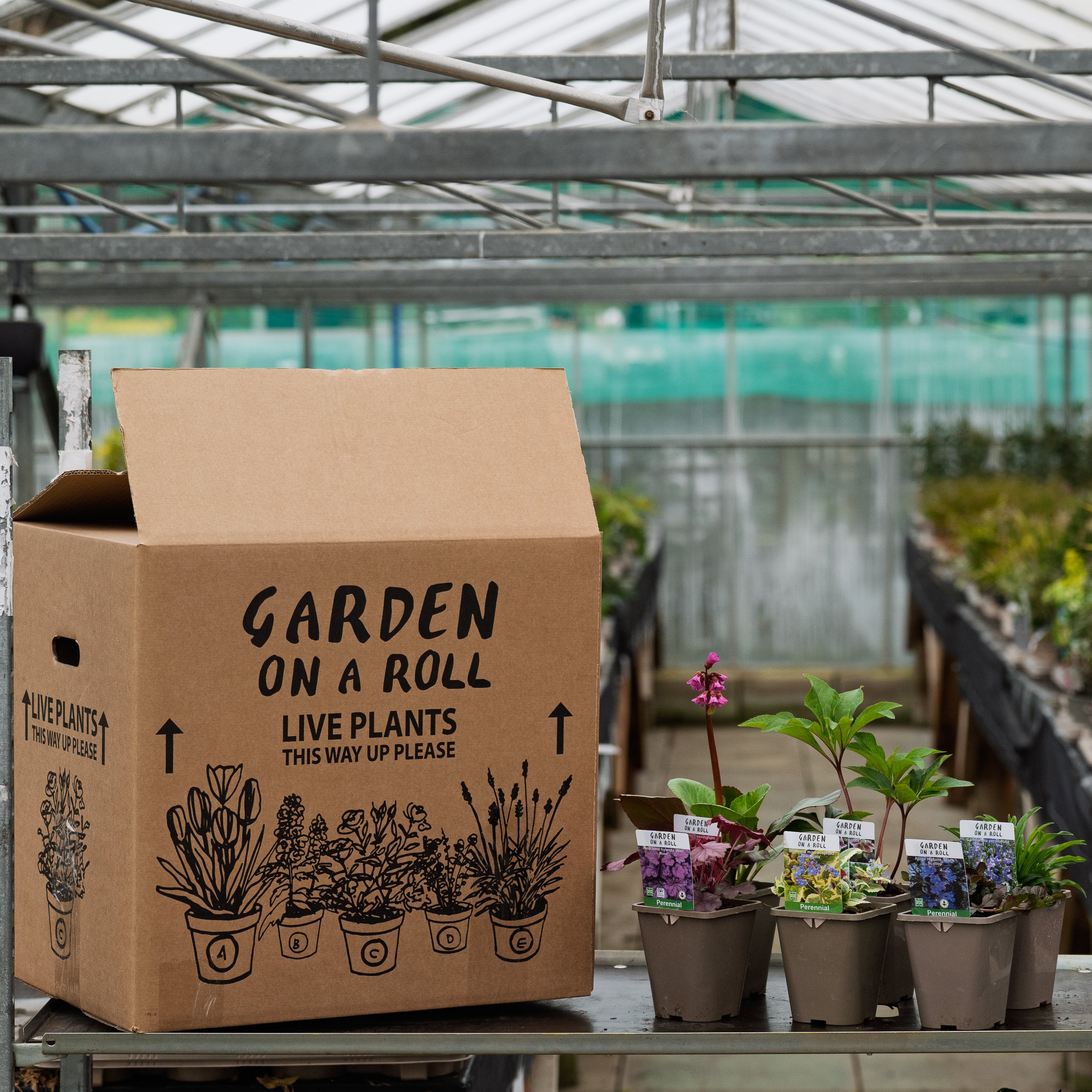 Shady Selection Pack – Garden on a Roll