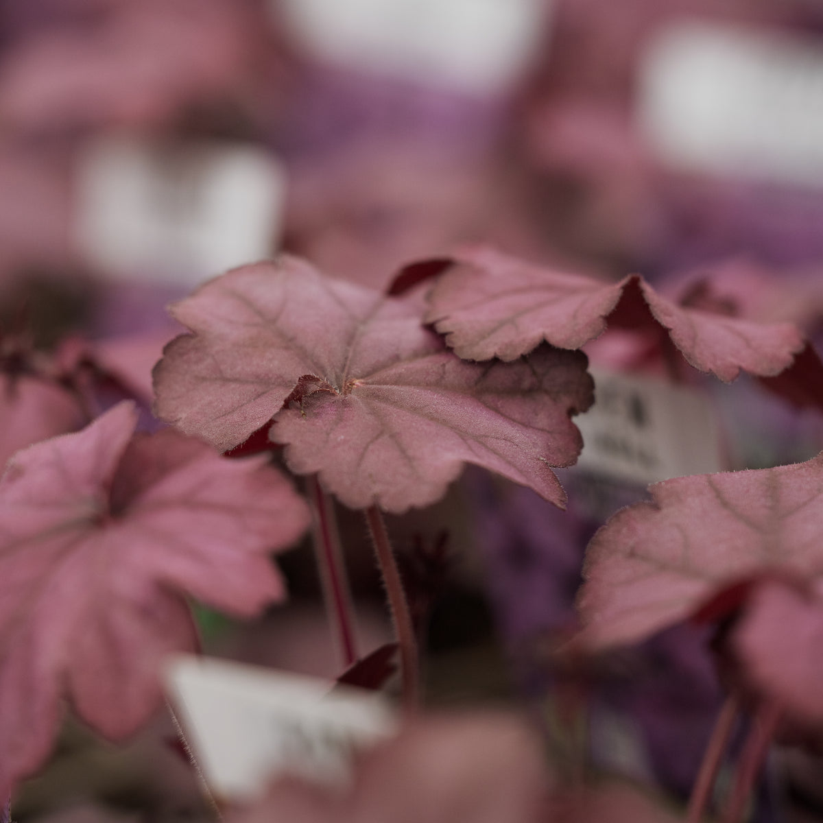 Shady Selection Pack – Garden on a Roll