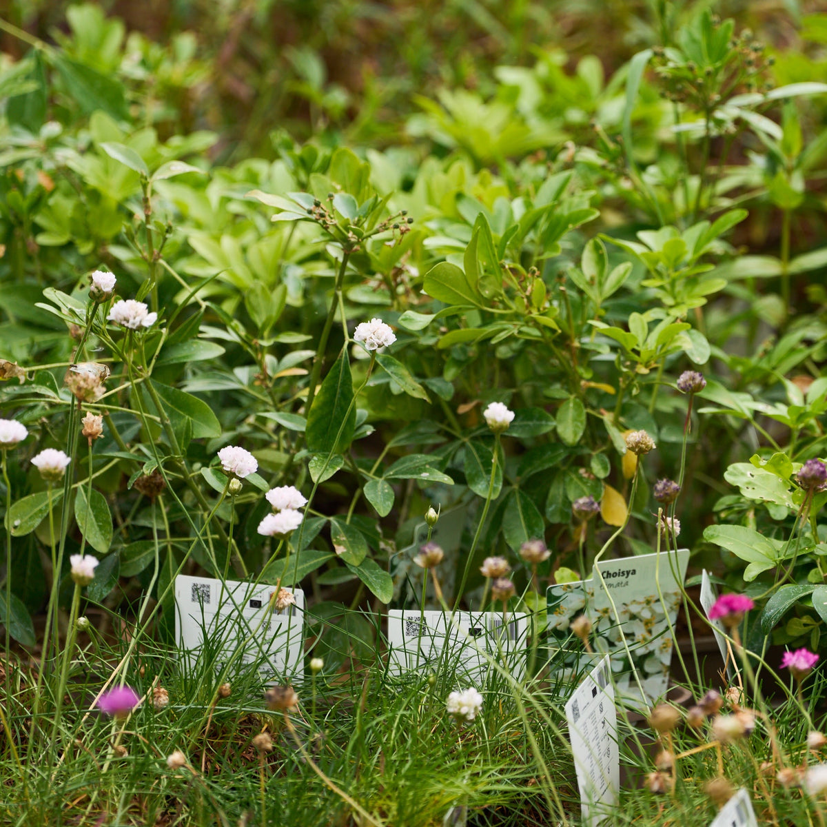 Garden on a Roll’s Eco-Revival 12 Pack Selection