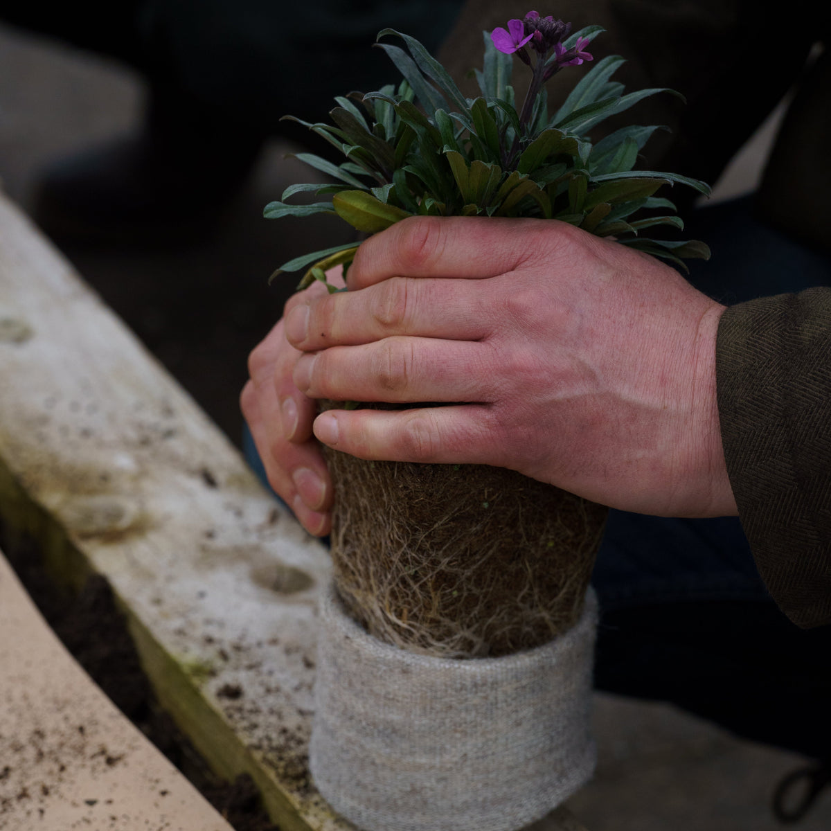 Biodegradable Wool Pots – Garden on a Roll