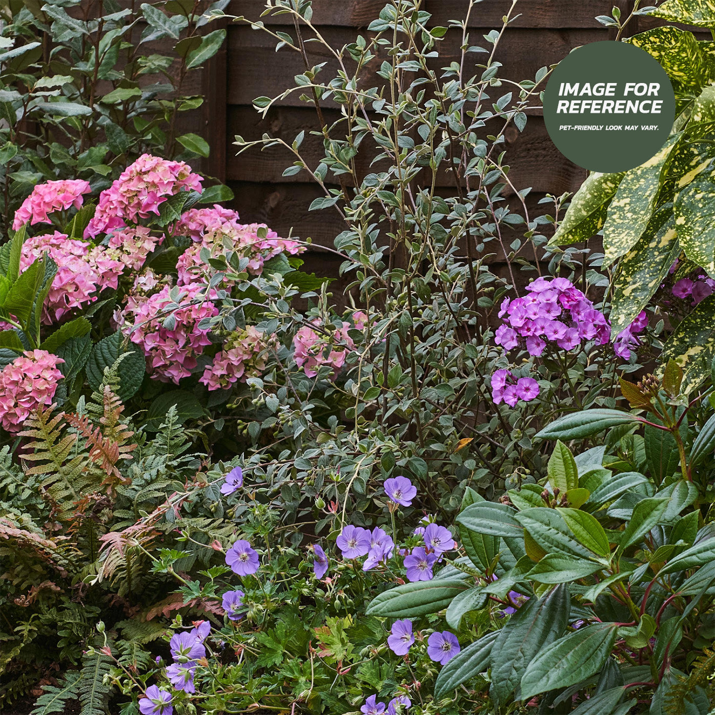 Shady Plants And Flowers