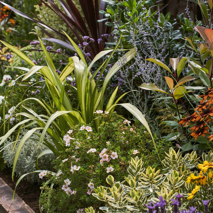 Mediterranean Garden Border | Garden on a Roll