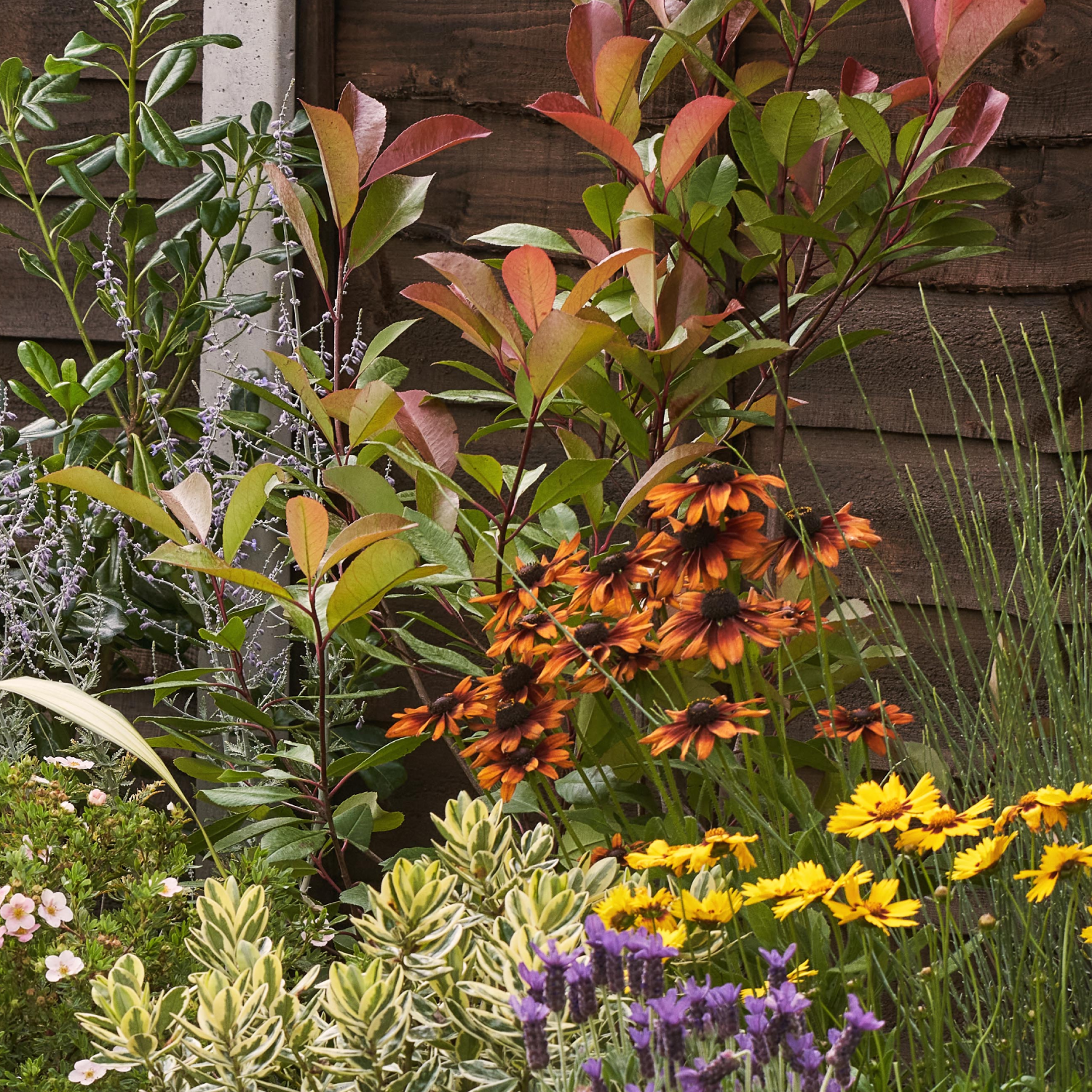 Mediterranean Garden Border | Garden on a Roll