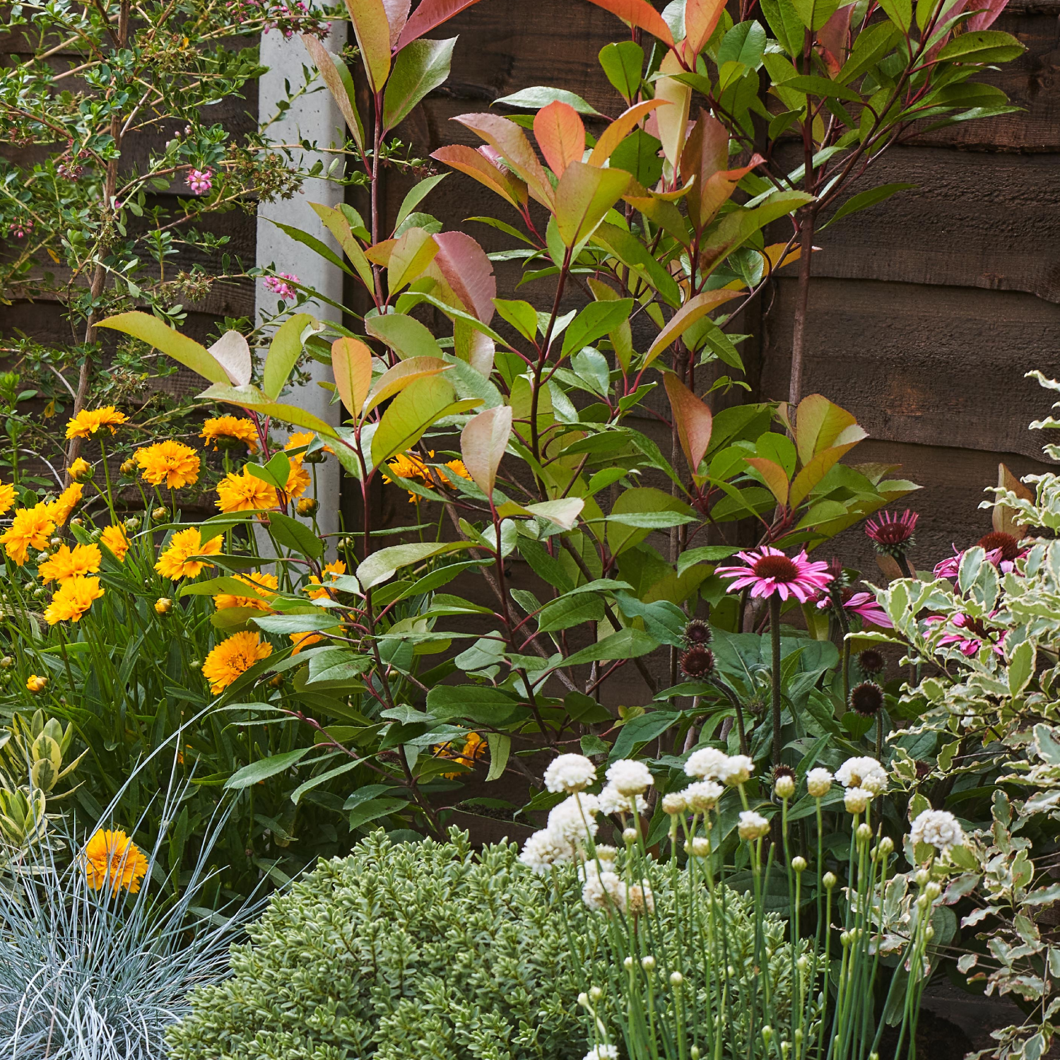 Shrubs and Plants for Sunny Borders | Garden on a Roll